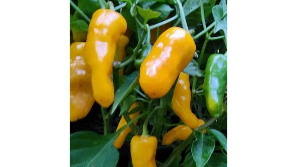The Ultimate Guide to the Datil Pepper: Heat, Flavor & Hot Sauce